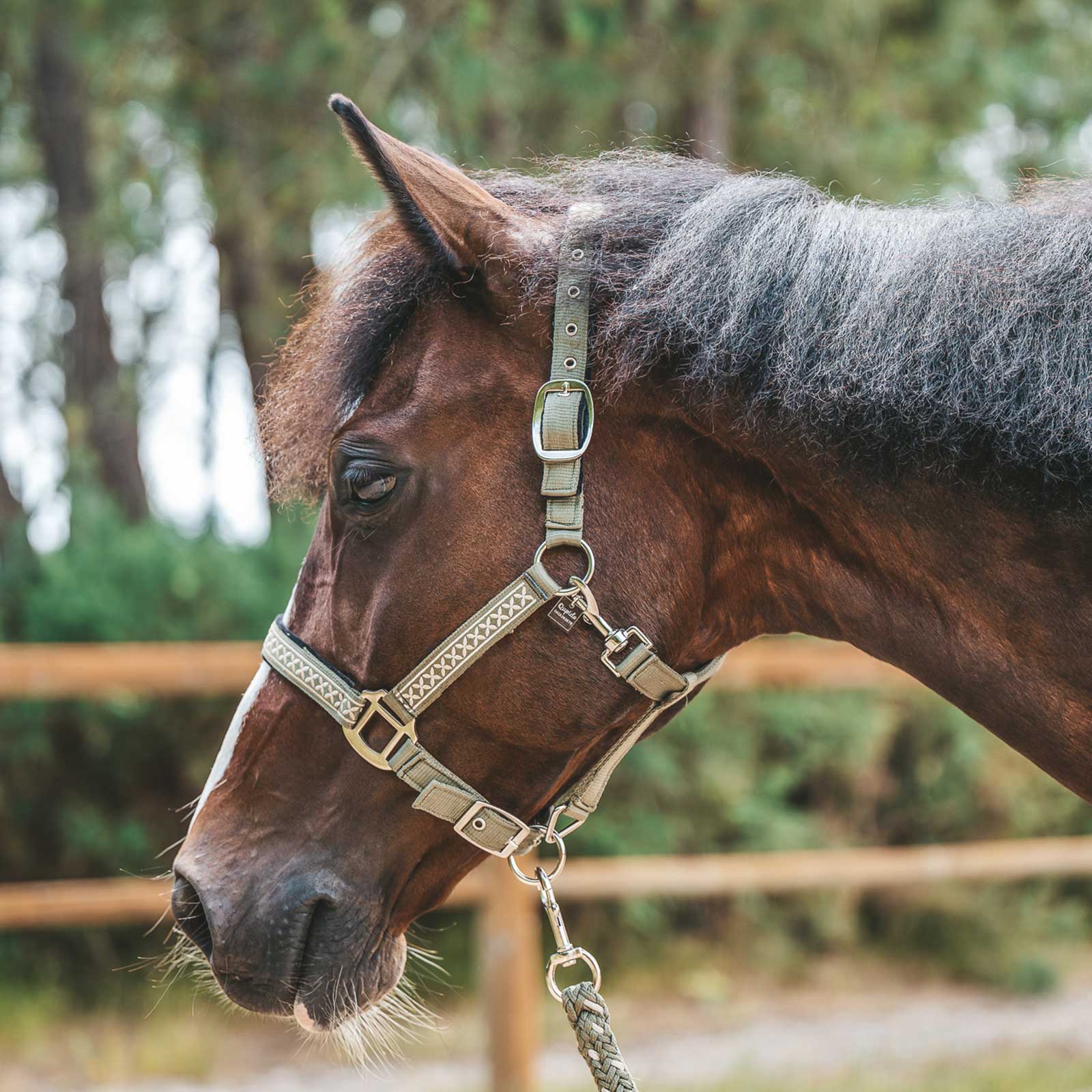 Médaille personnalisée cheval acrylique carrée XS | Petite Balzane